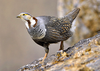 鹑族 Perdicini 蓝色动物学（中国动物学科普）